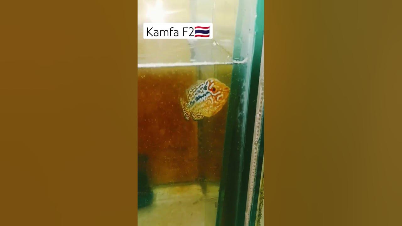 Louhan Kamfa Thailand Cilnong Youtube
