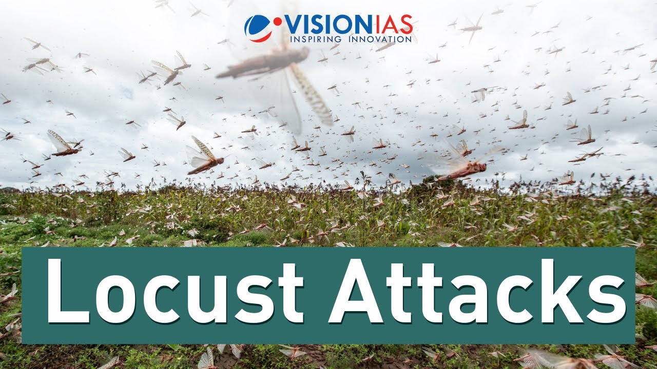 Locust attacks | Current Review for UPSC Civil Services Exam - YouTube