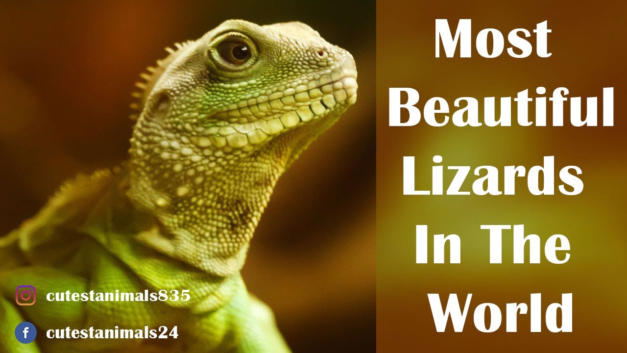 Most Beautiful Lizards In The World - YouTube