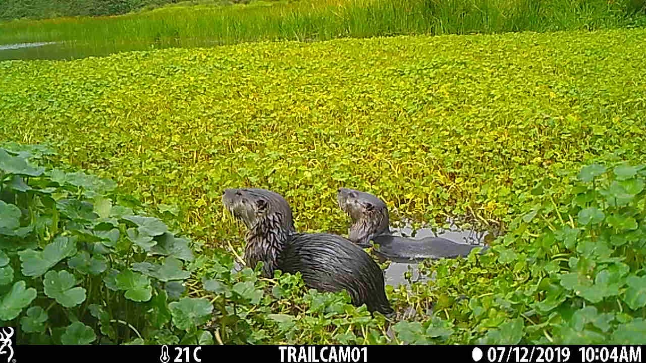 And more fun in the wetland! - YouTube