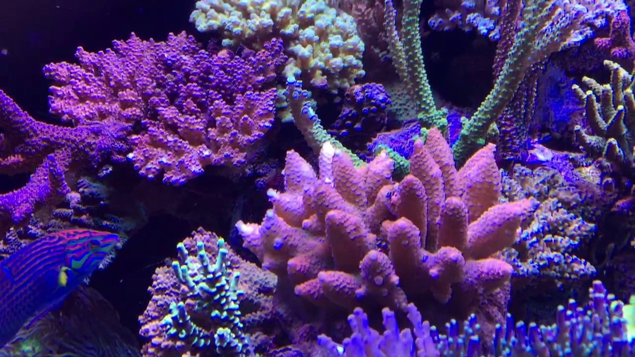 Zeeaquarium w.vr 28-10-16 - YouTube