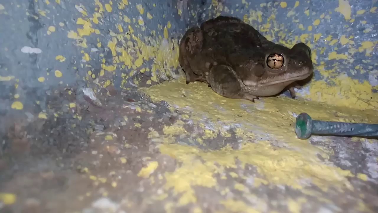 i founded Amazing True toad (bufonidae) - YouTube