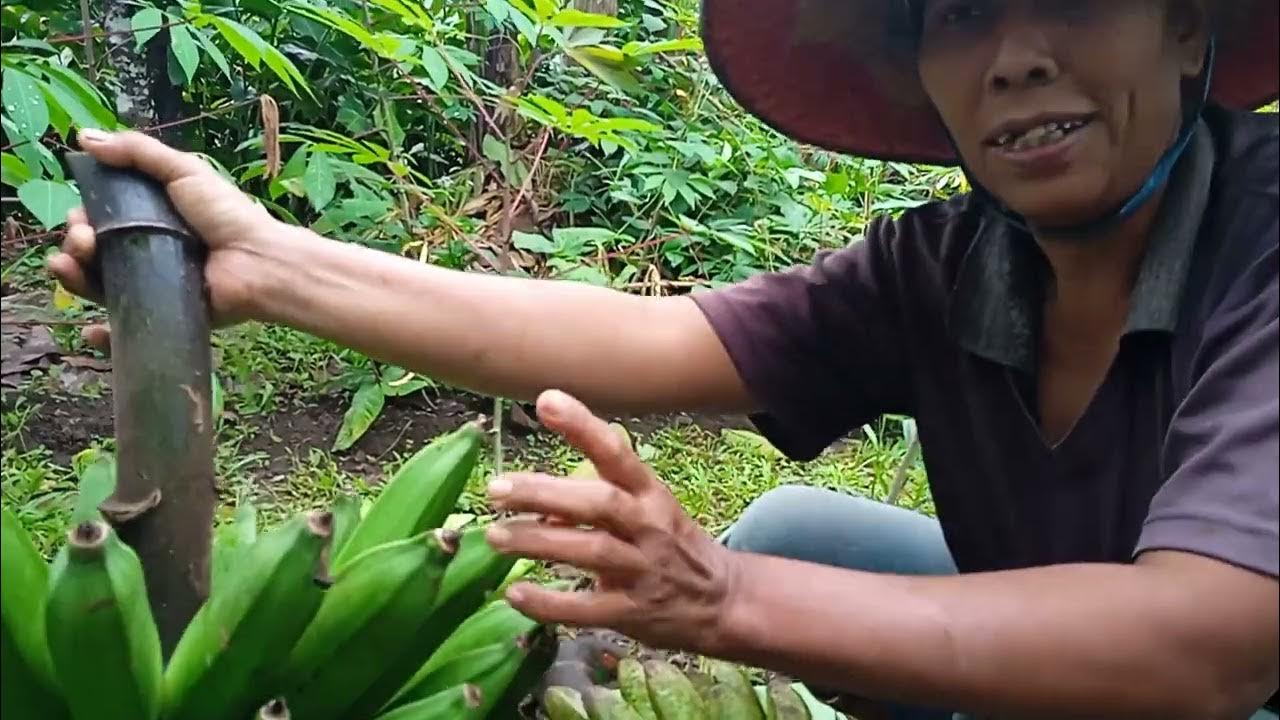 Panen Pisang Raja Nangka Di Kebun Youtube