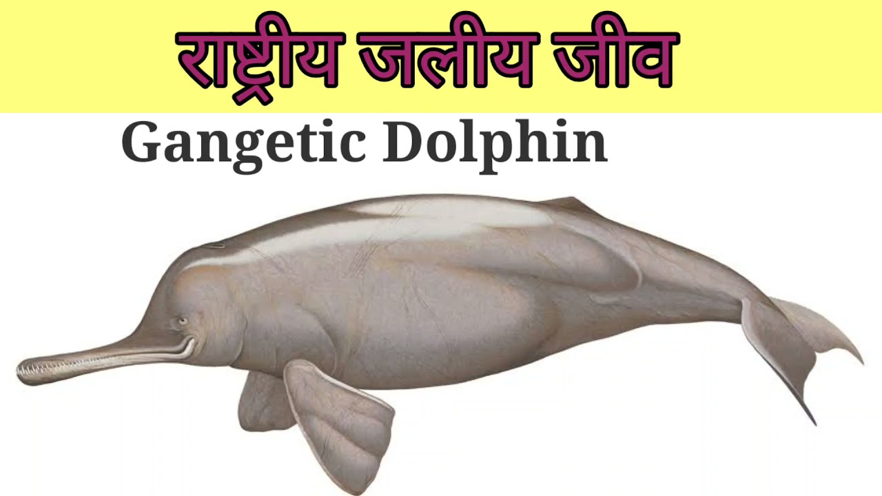 Indias National Aquatic Animal