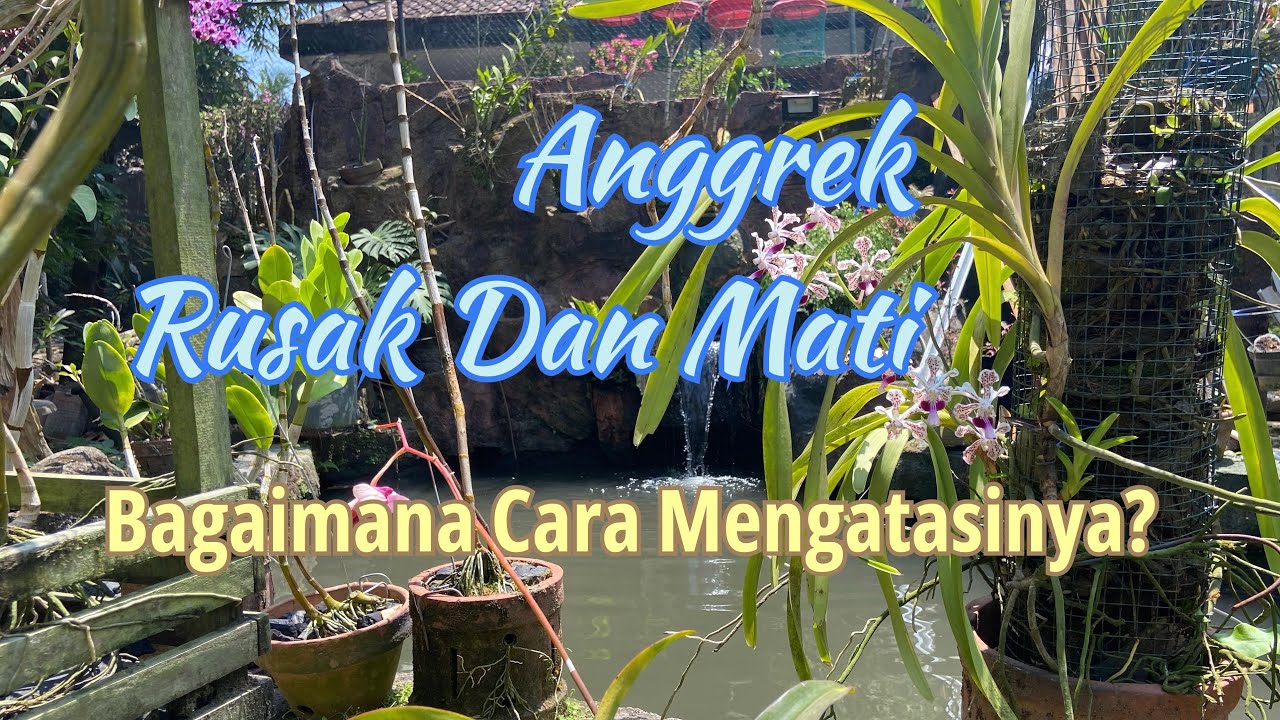 Penyebab Anggrek Pada Rusak Dan Mati Dan Mengatasinya - YouTube