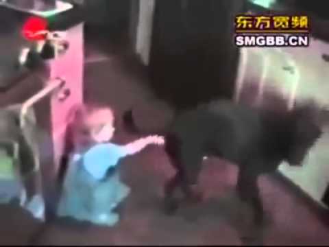 dedo no cu do cachorro e ruin