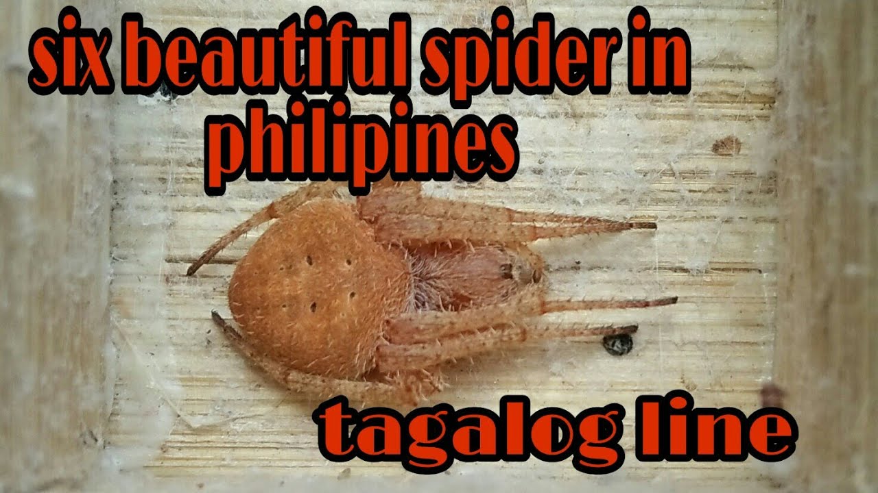 Most beautiful spider in philipines (tagalog line) - YouTube