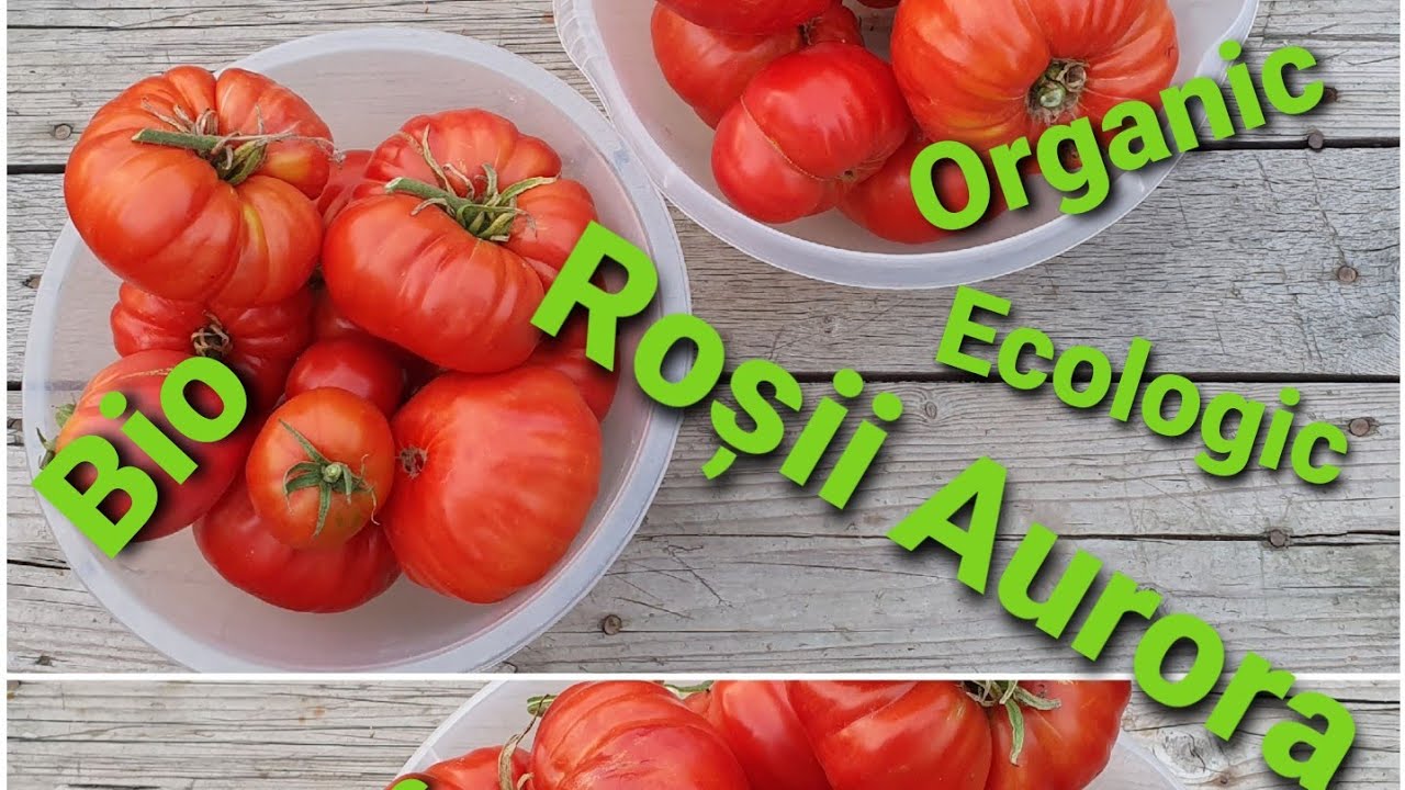 Rosii Aurora 100 % Recoltare Seminte Gradina Noastra - YouTube