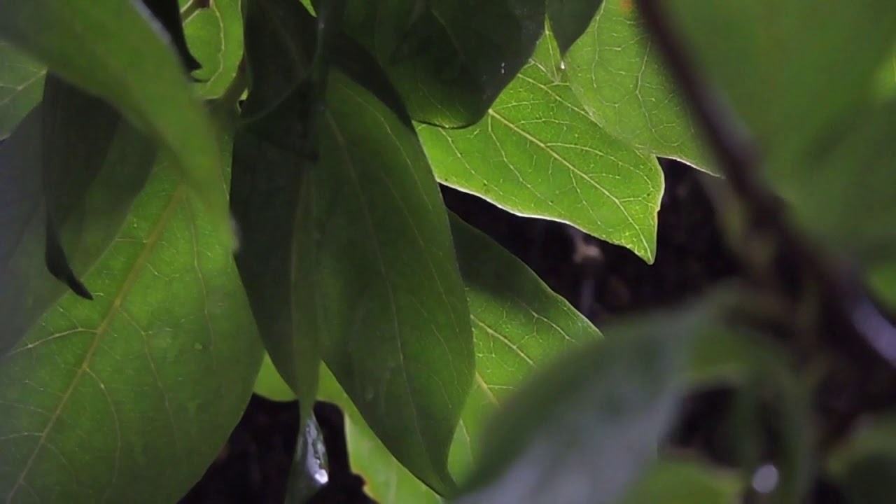 Relaxing Soft Rain Sounds - Lluvia suave sin truenos - YouTube