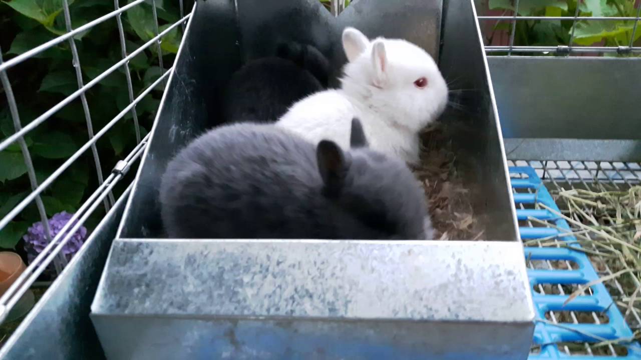 3 week old Netherland Dwarf Rabbits - YouTube