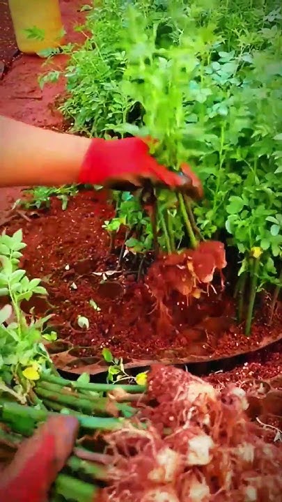 removing plant stem seedlings that have roots in the tray #shorts - YouTube