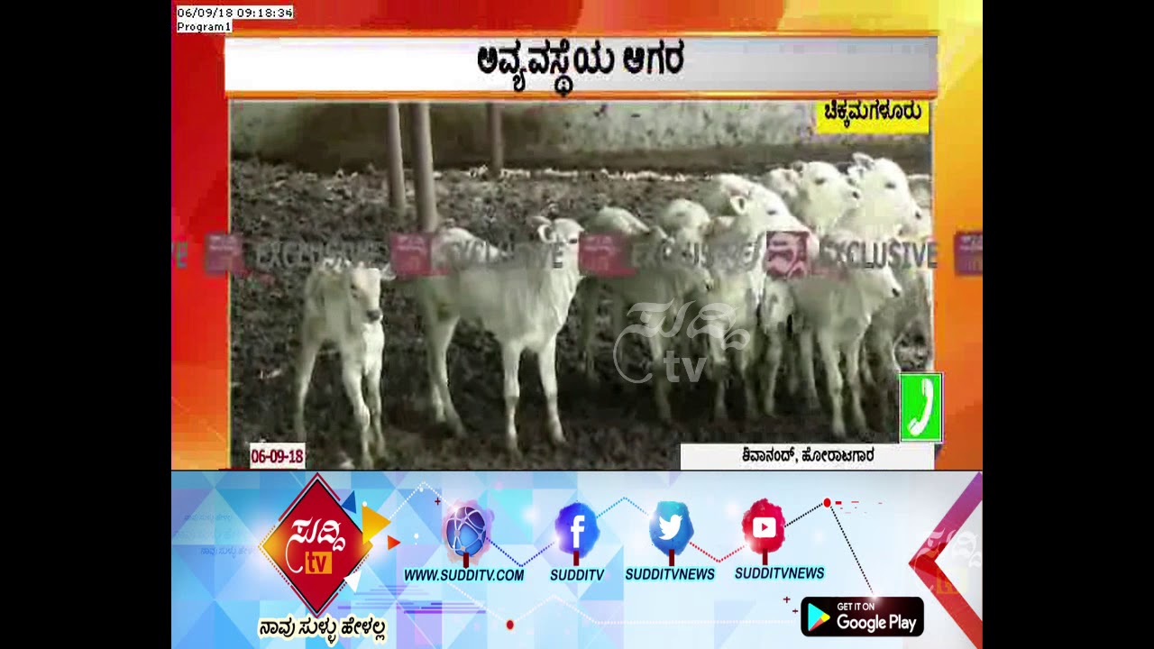 Amrit Mahal Breeding Center is Disorder, Breeds of Cows Are Deteriorate ...