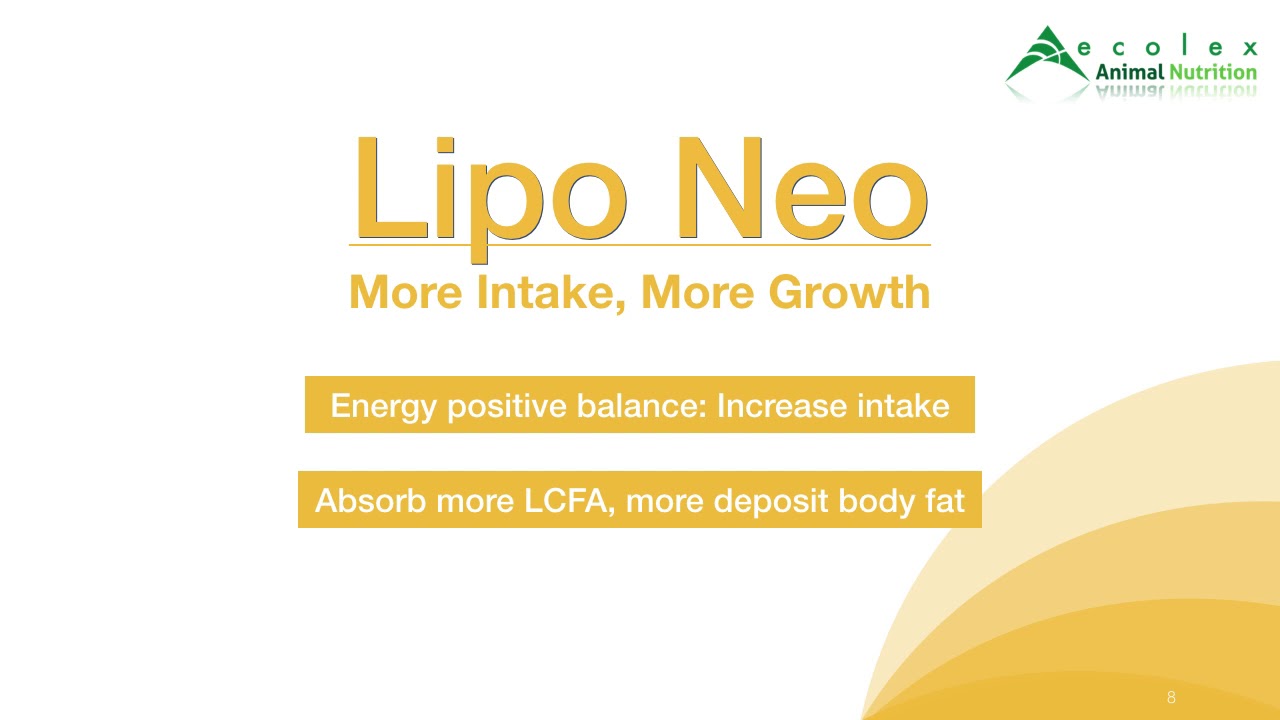 Lipo Neo for Customer - YouTube