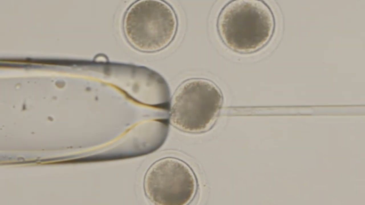 Enucleation of porcine oocyte - YouTube