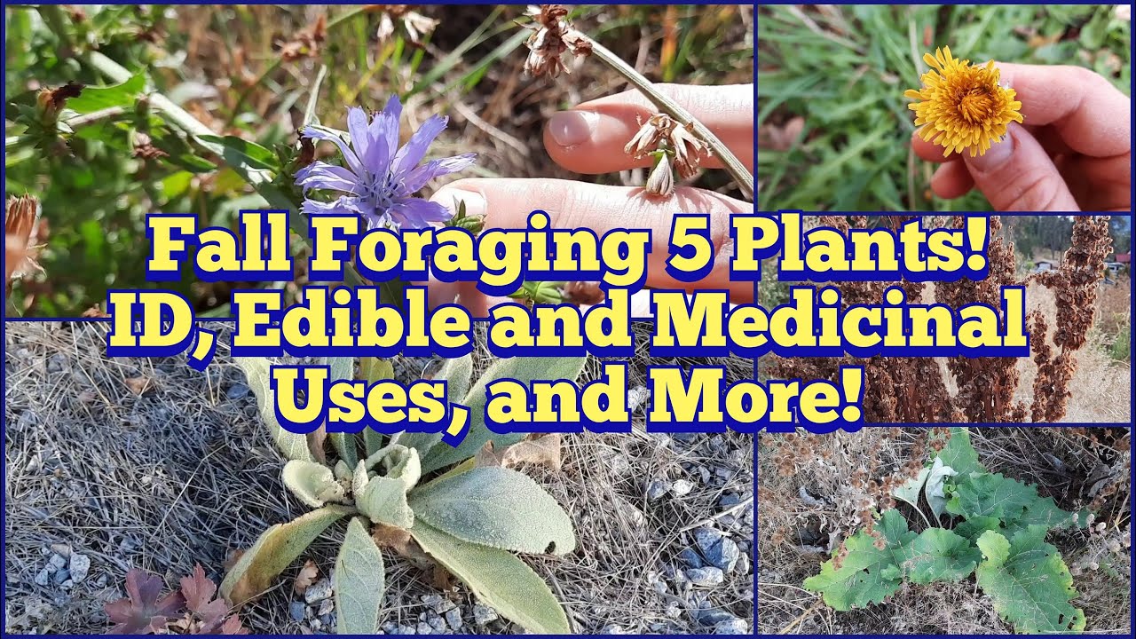 Five Plants to Forage in the Fall - Fall Root Foraging - YouTube