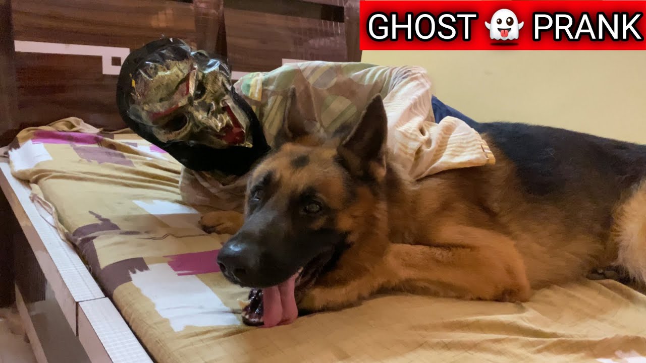 German Shepherd Pranked by Ghost Mask 👻 | Scary Ghost Prank on Dog ...