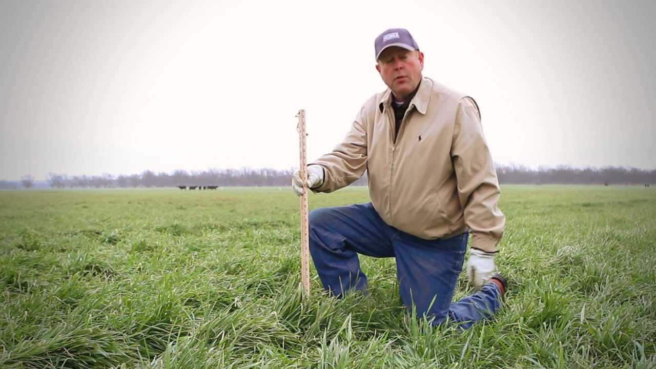 Using a Grazing Stick to Determine Stocking Rates on Winter Pasture ...