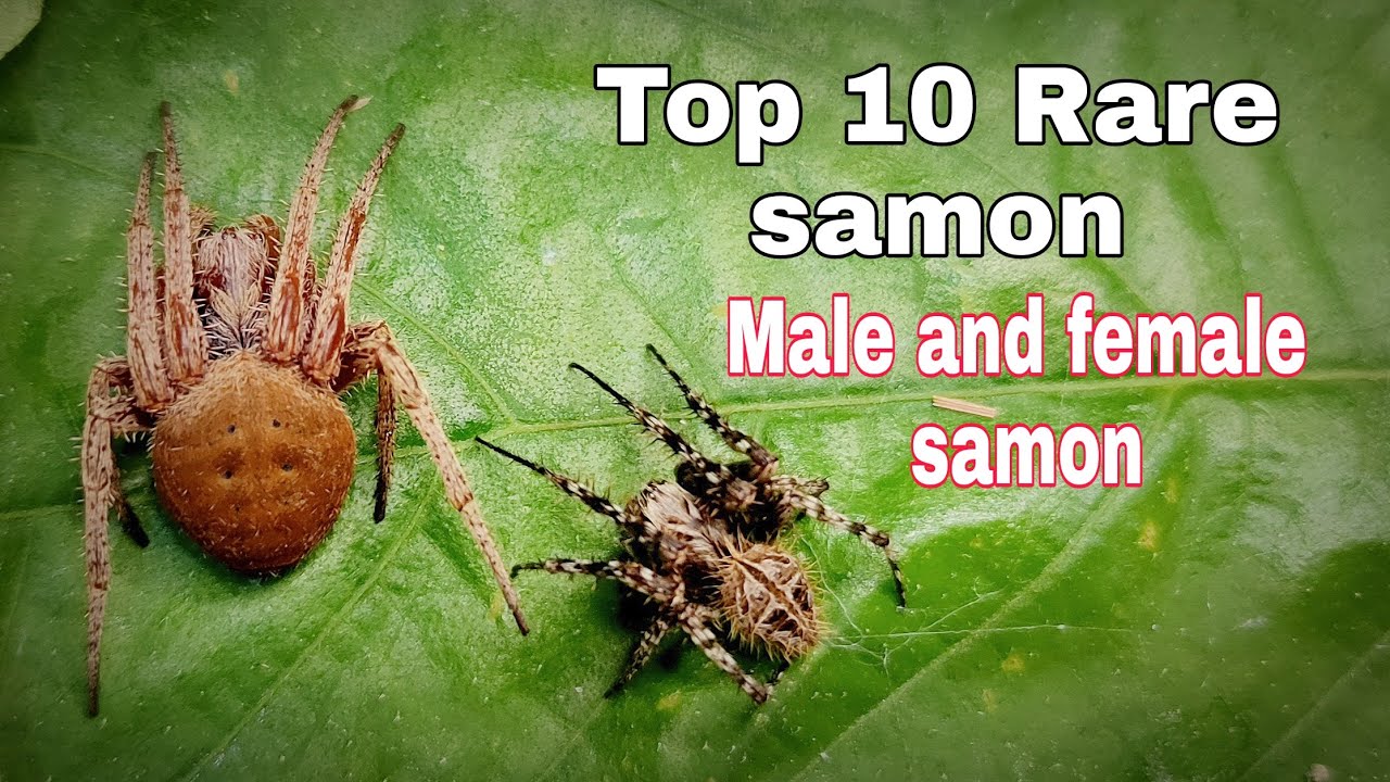 TOP 10 BEAUTY OF RARE SAMON FEMALE AND MALE SAMON GODZILLA - YouTube