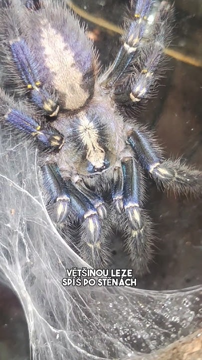 TAK UTEKL MI? #fyp#pavouk#pavouci#chov#chovatel#teraristika#trend#cz#czech#sokolik - YouTube
