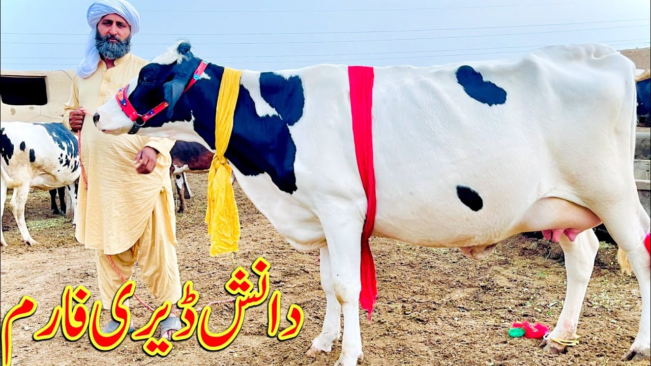 Danish | Dairy Farm | World Best Jersey Cows | Modern Cow Milkg Cow ...