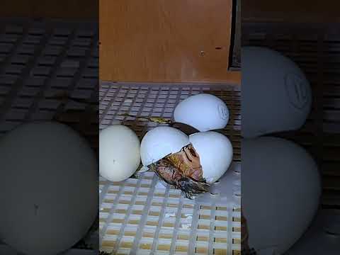 como sale del cascarón un pollo cuando nace - YouTube