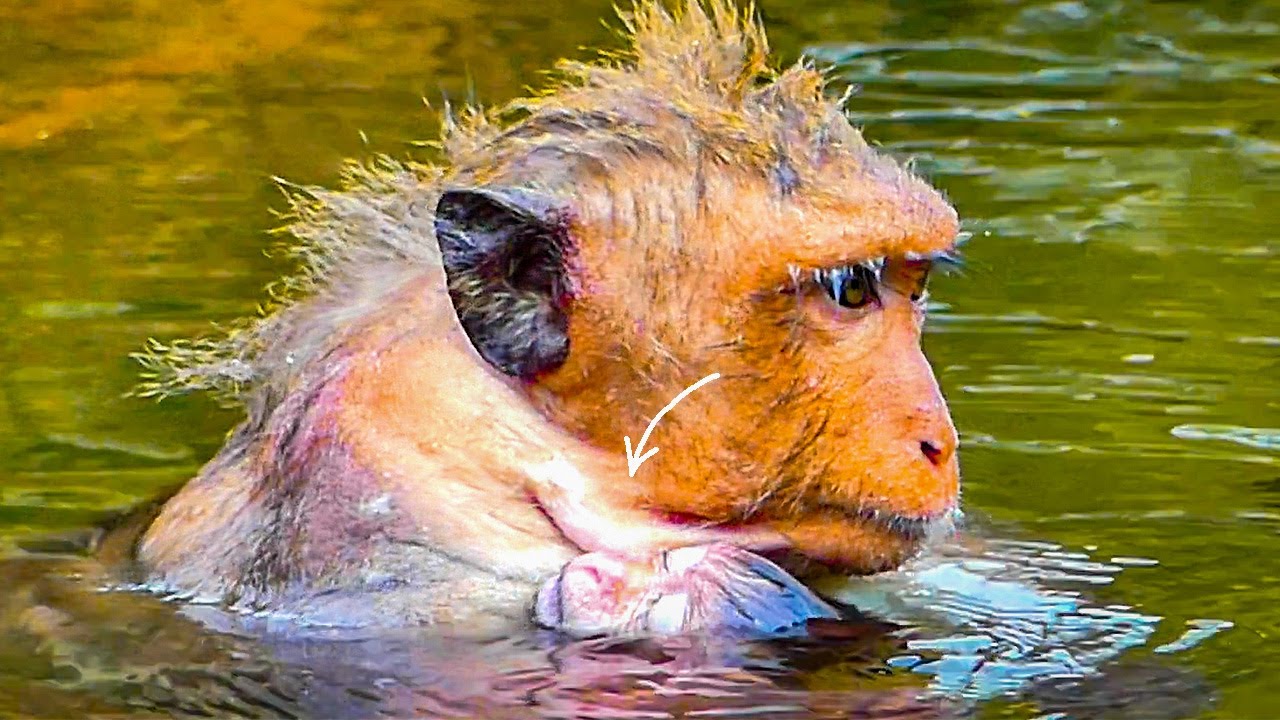 God Help..!! P_oor S_kinny Monkey Baby Jester Struggle Up To Get Oxygen ...