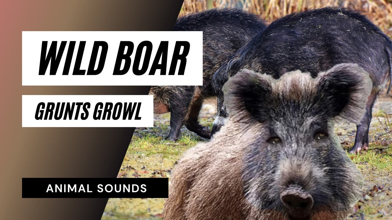 The Animal Sounds: Wild Boar Grunts, Growls / Sound Effect/ Animation ...