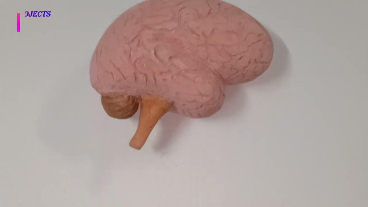 School Project | Human Brain Model - YouTube
