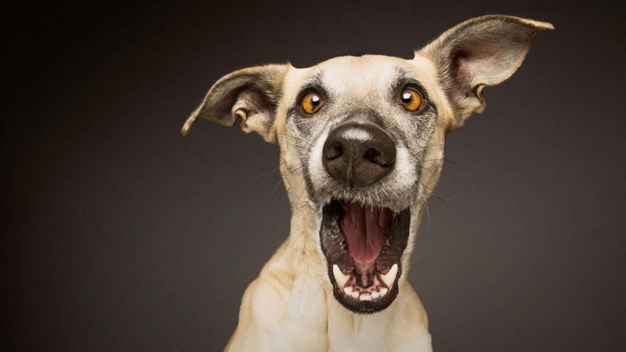 🤪🔥 Laugh Till You Cry! BEST Funny DOGS Compilation! 🔥🐶 Cute DOGS ...