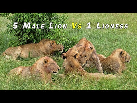 5 Male Lions Vs 1 Lioness