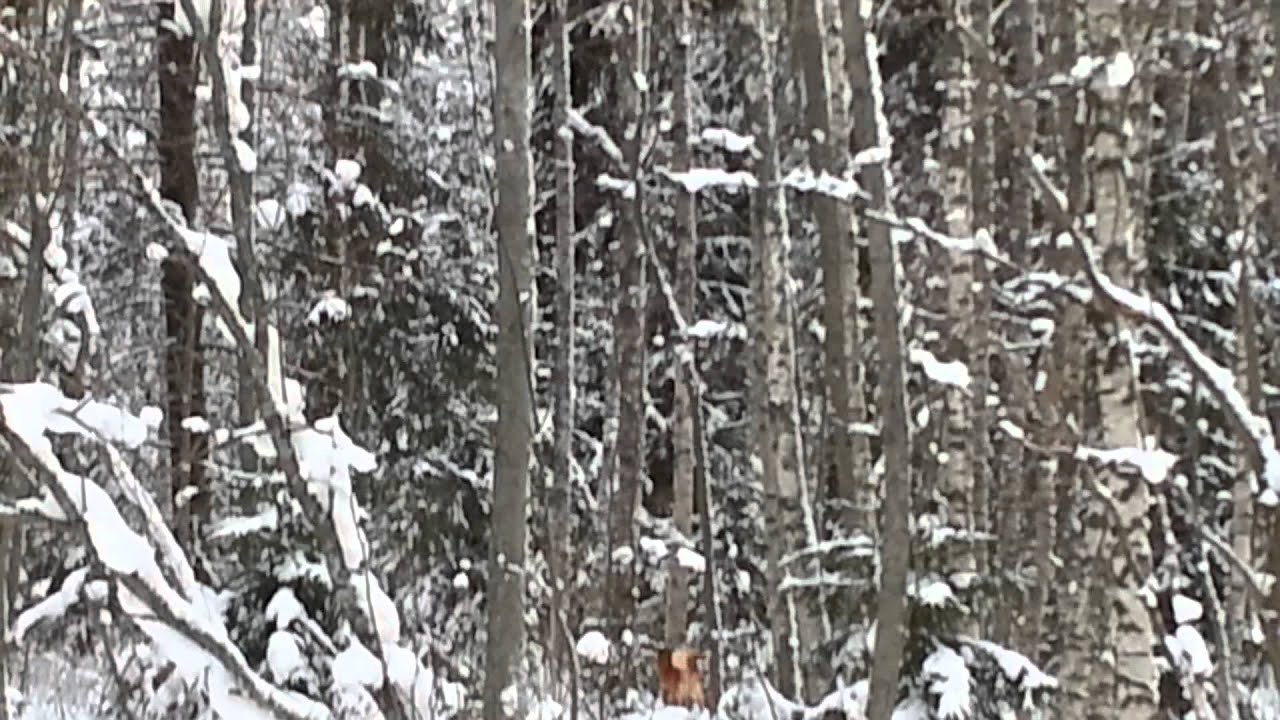 Pystykorva haukkuu fasaania - YouTube