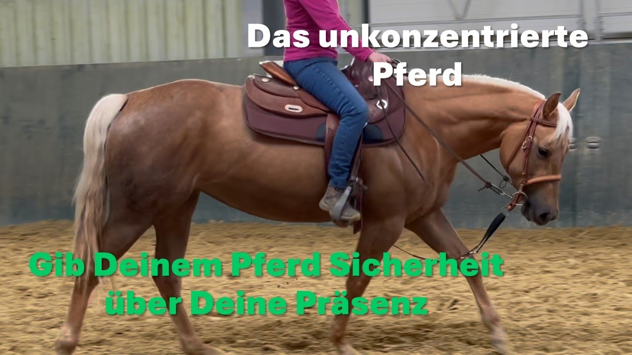 Das unkonzentrierte Pferd - YouTube