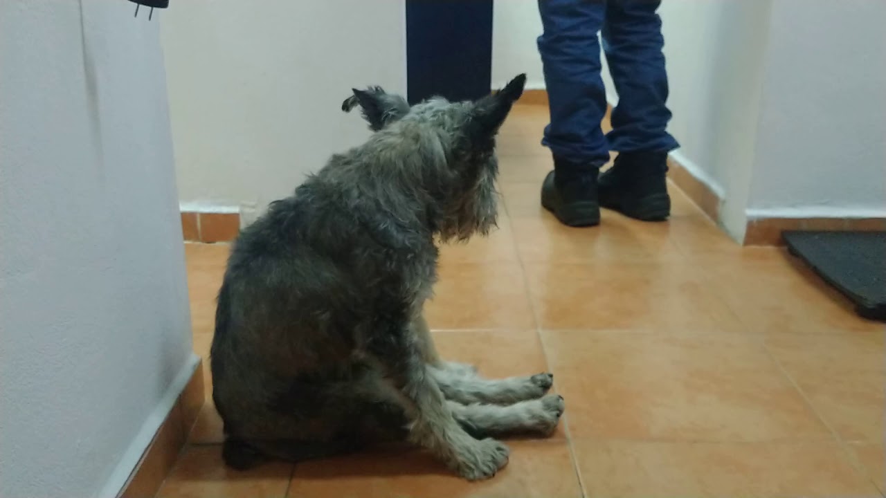 Neuropets Paciente con paraparesia ambulatoria - YouTube