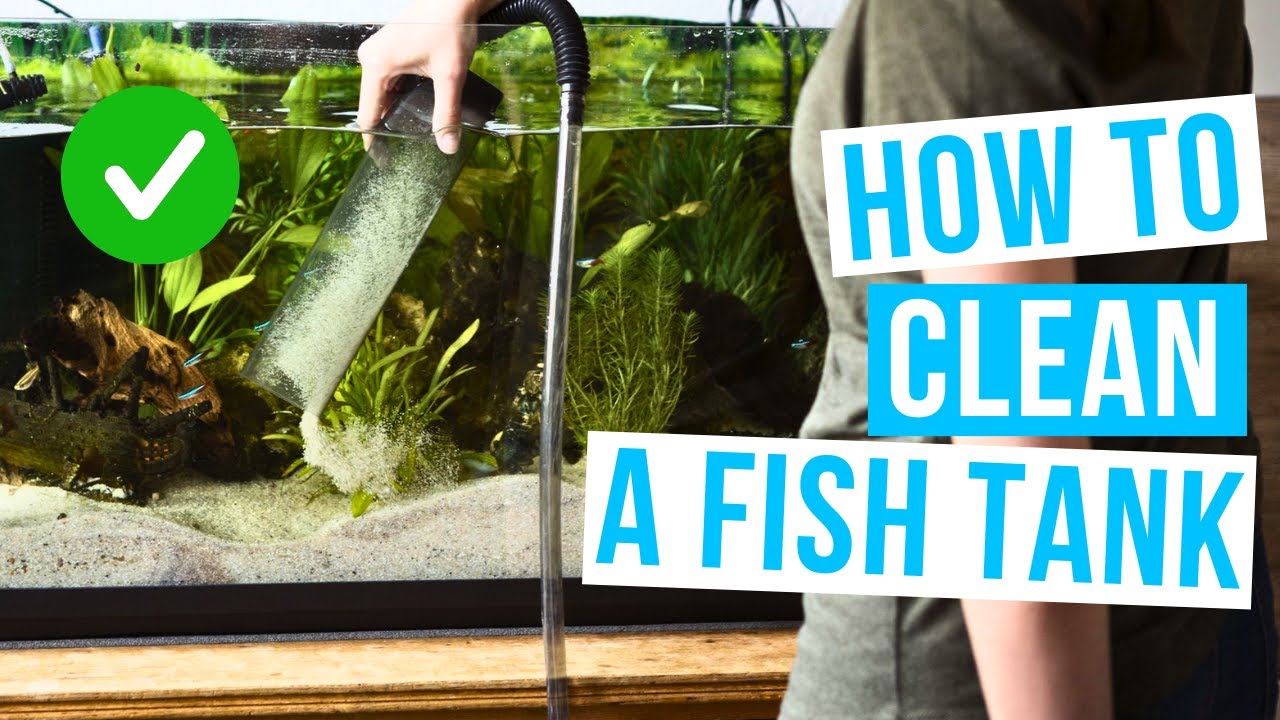How to CLEAN A FISH TANK | maintain a clean aquarium - YouTube