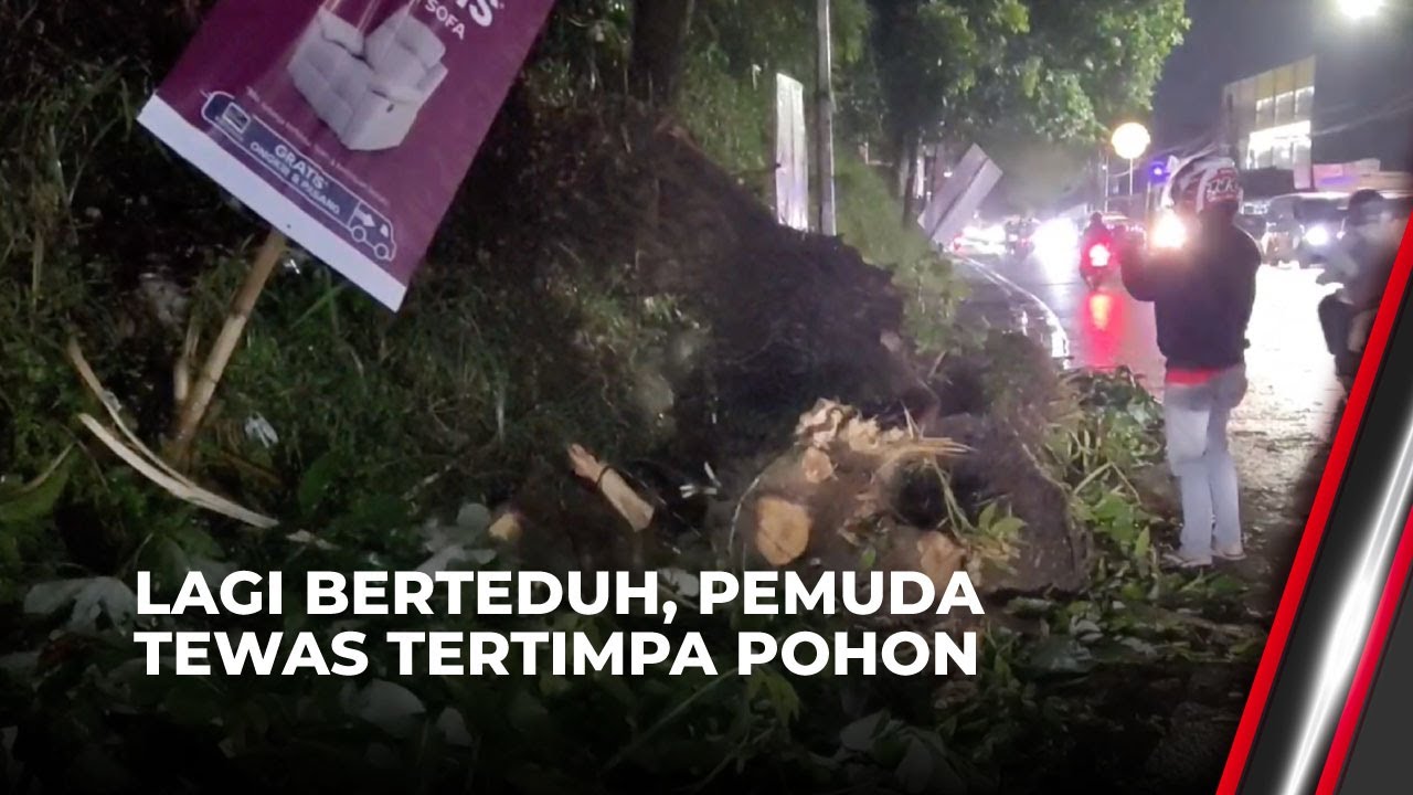 Pemotor Tertimpa Pohon Setinggi 10 Meter saat Berteduh | News Update ...