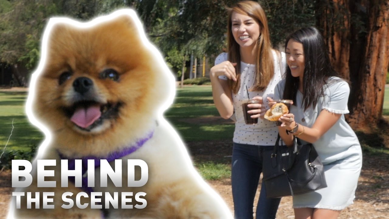 "Pet the Dog" - Behind the Scenes - YouTube