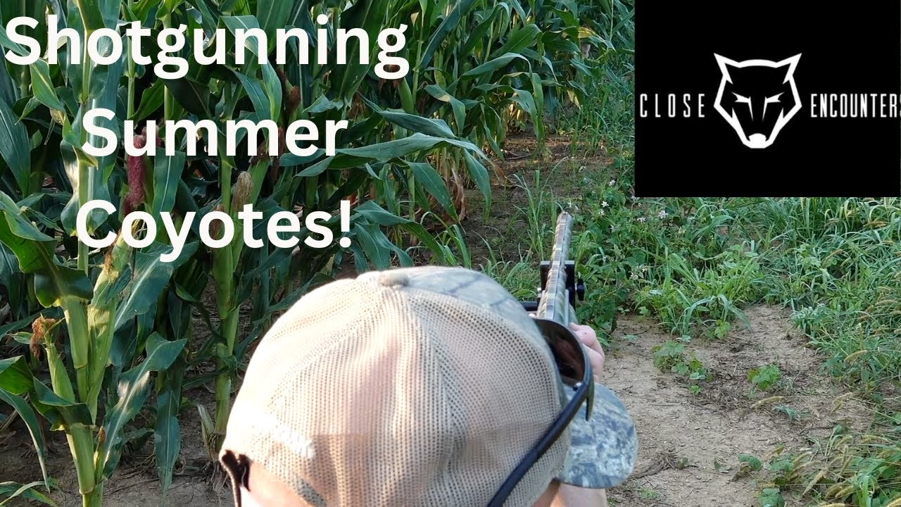Coyote Hunting - Shotgunning in the Corn Fields! Close Encounter ...