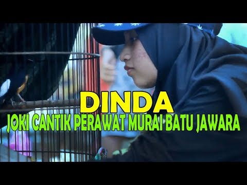 Dinda Cewek Cantik Joki Murai Batu Jawara