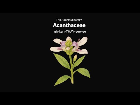 Acanthaceae | The Acanthus family