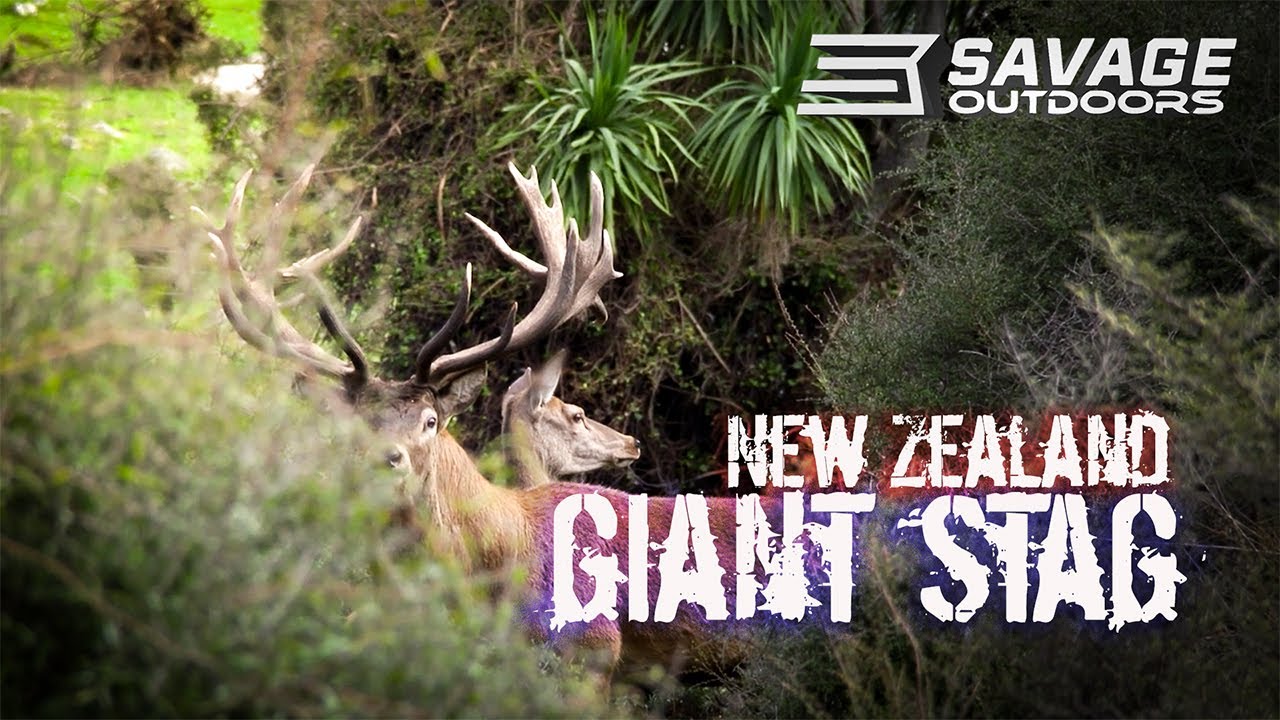 DREAM STAG HUNT in NEW ZEALAND - YouTube