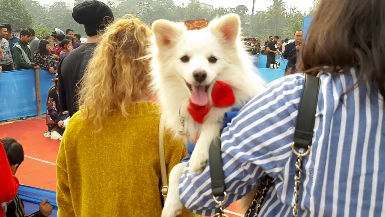Dog show in Guwahati, Assam - YouTube