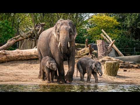 Elefantenbaby: Niedliche Elefantenbabys im Amsterdamer Zoo ARTIS