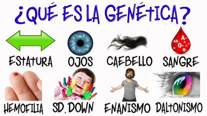 Qu Es Gentica Significado Caractersticas Ejemplos Genetica Mendeliana