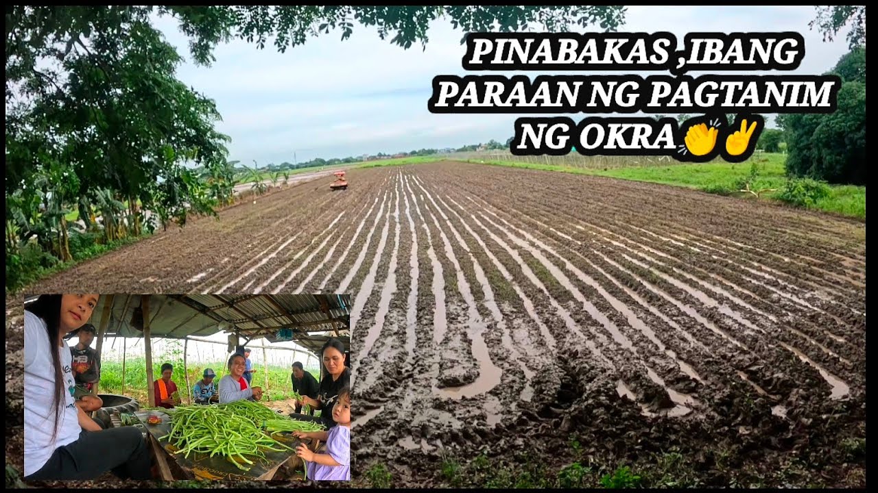 READY NA PWEDE NA ULIT TUMANIM NG OKRA 👏 PARAAN NG TANIM NG OKRA SA ...
