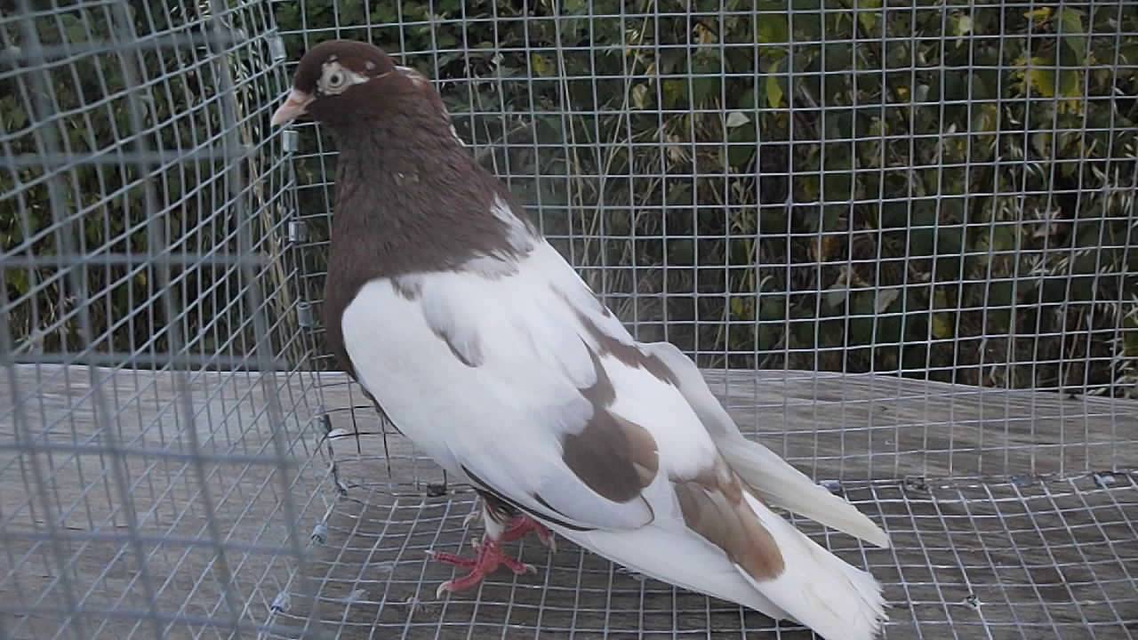 North American Roller Pigeon hen - YouTube
