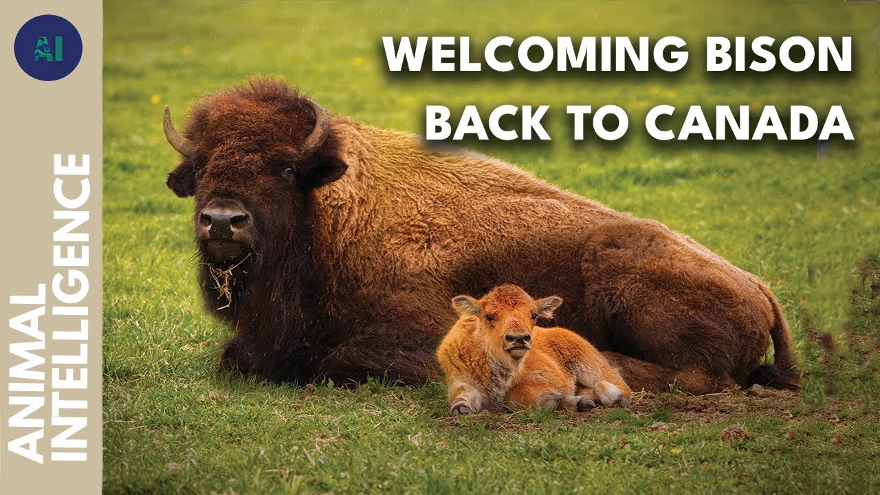 Can bison and humans co-exist? | AI - YouTube