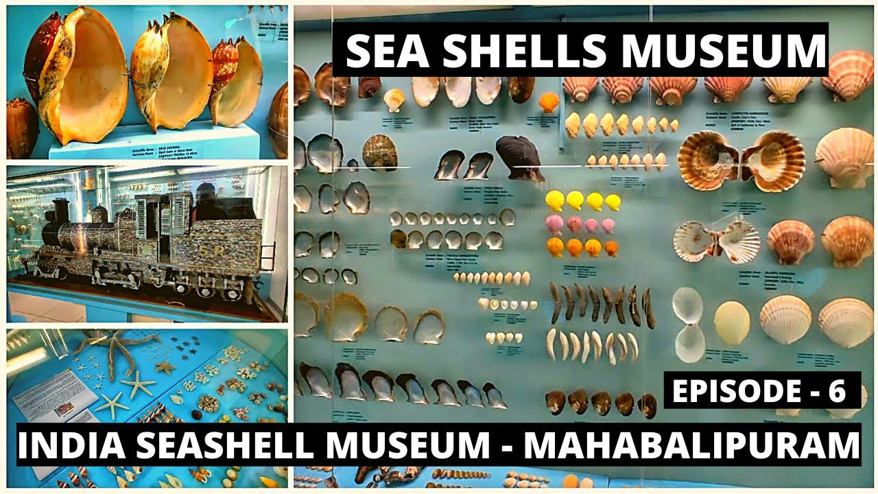 Asia's Largest Seashells Museum || India Seashell Museum ...