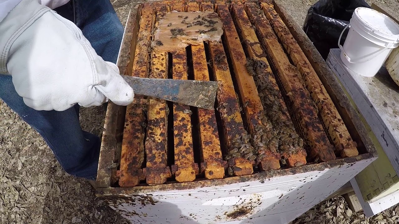 Nosema, the late spring killer of bee hives in northern climates - YouTube