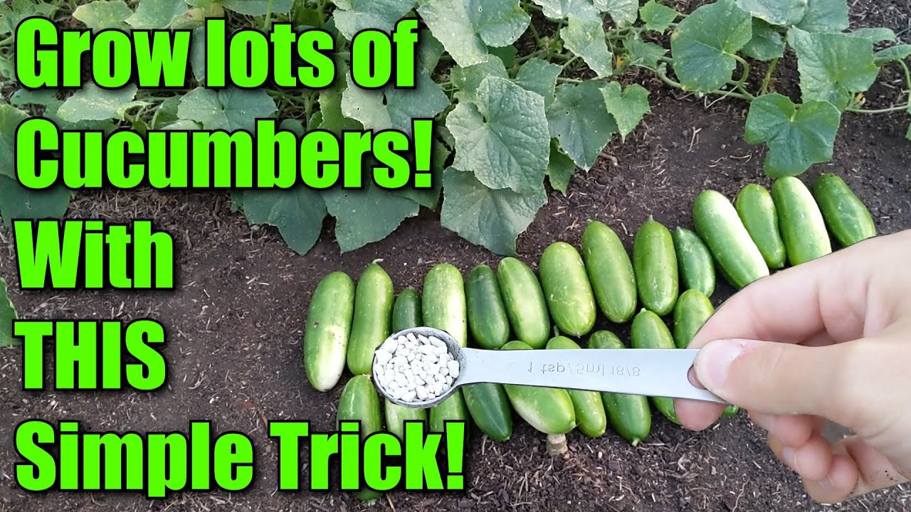 Use THIS Trick to Get a HUGE Cucumber Harvest - YouTube