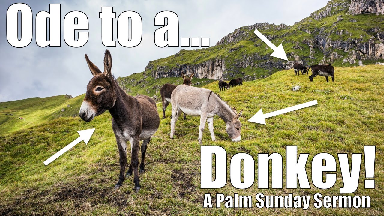 Funny Denver Donkey Memes United Airlines Memes